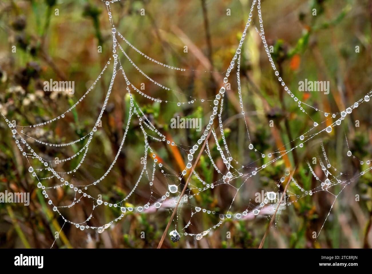 Water droplets on a spider web hi-res stock photography and images - Alamy