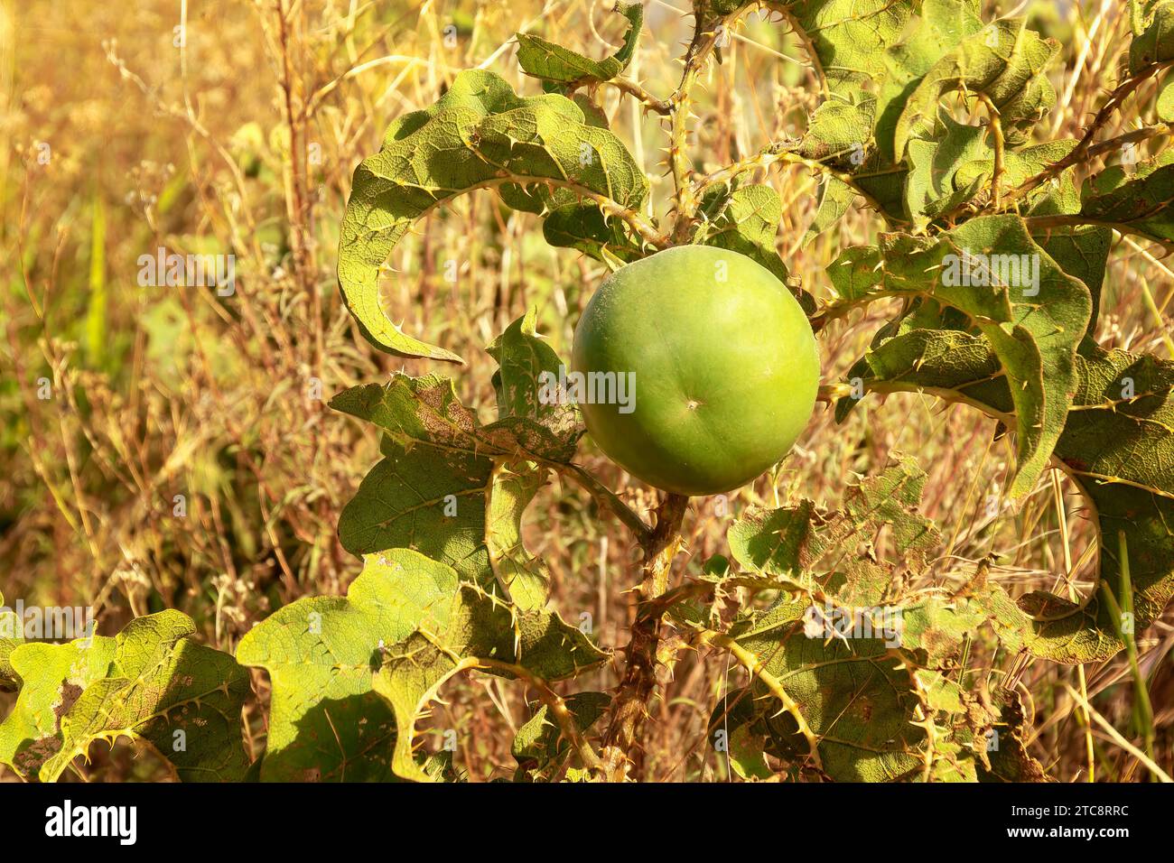 Wolf Apple fruit, Solanum lycocarpum, Serra da Canastra, Minas Gerais ...