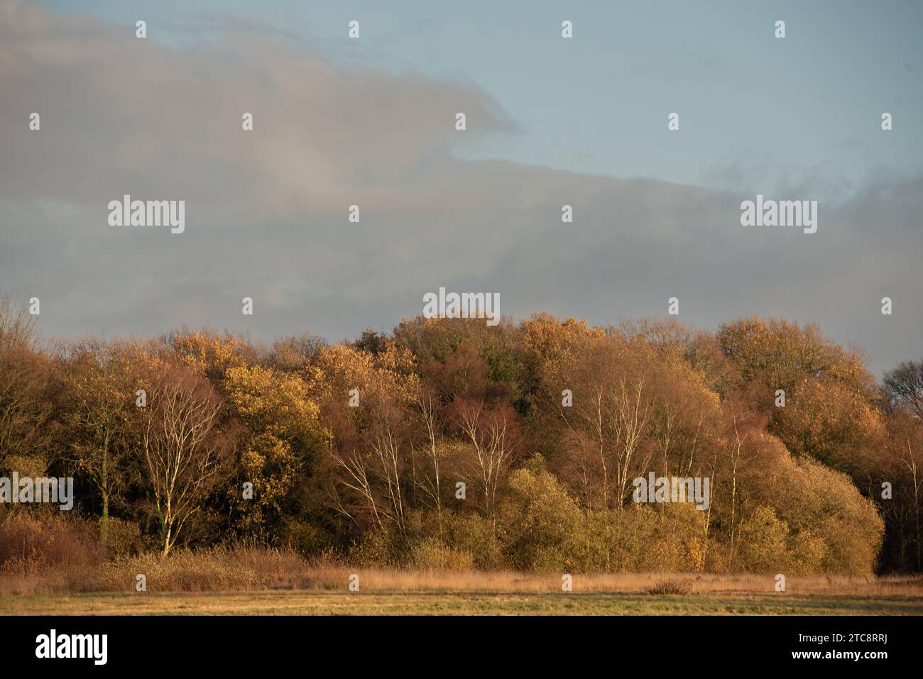 Wimbledon common landscape trees hi-res stock photography and images ...