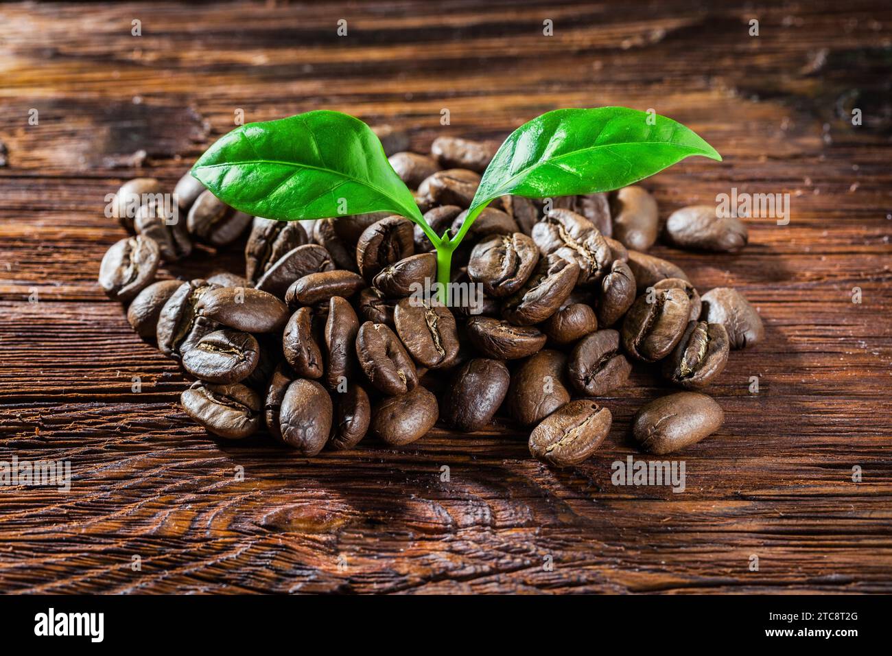 Coffee colored leaves hi-res stock photography and images - Alamy