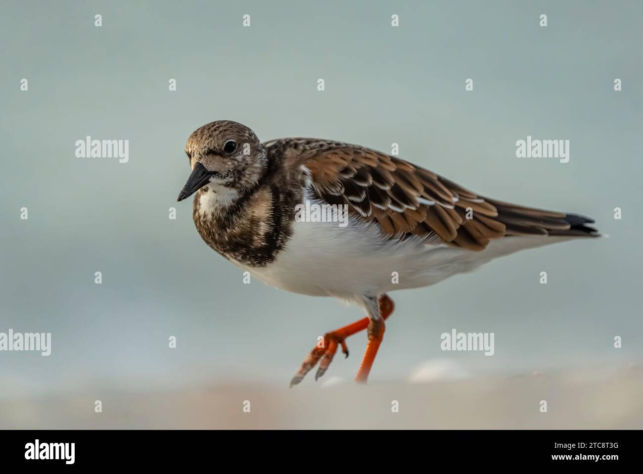 Turnstone summer standing hi-res stock photography and images - Alamy