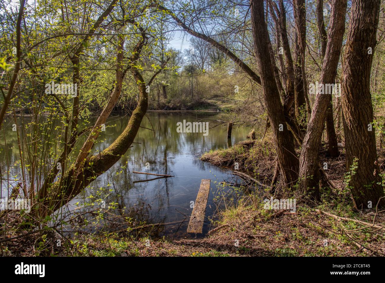 Bobri, Dolnja Bistrica is a meander from river Mura, Slovenia ...