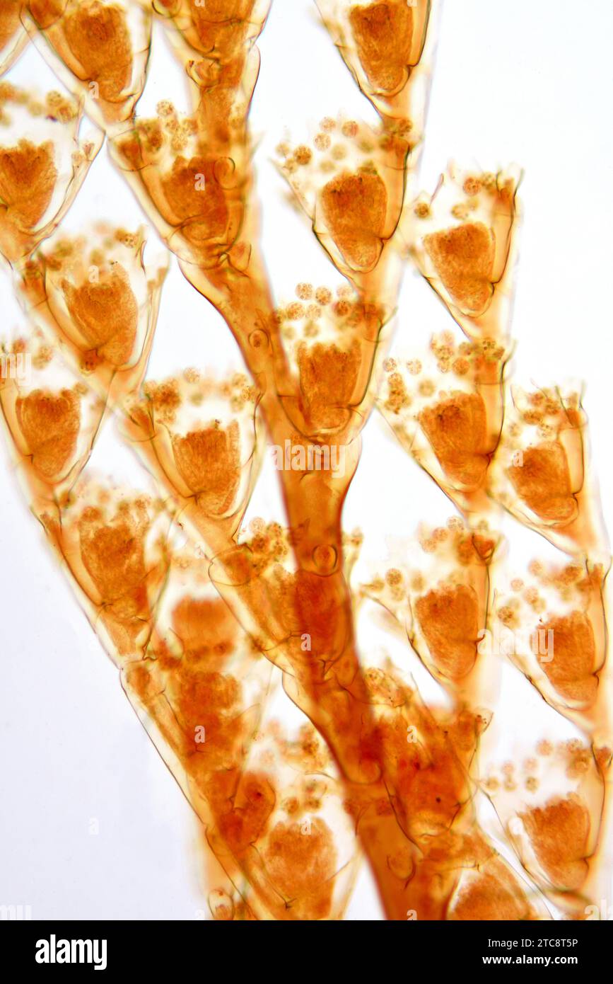 Hydrozoa polyp hi-res stock photography and images - Alamy