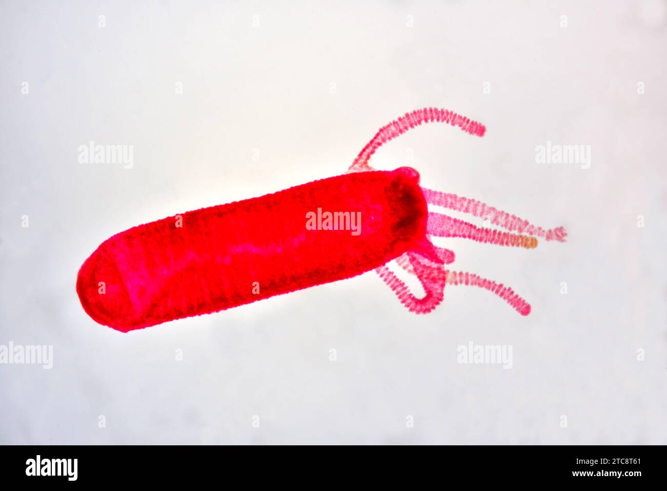 Hydra microscope hi-res stock photography and images - Alamy