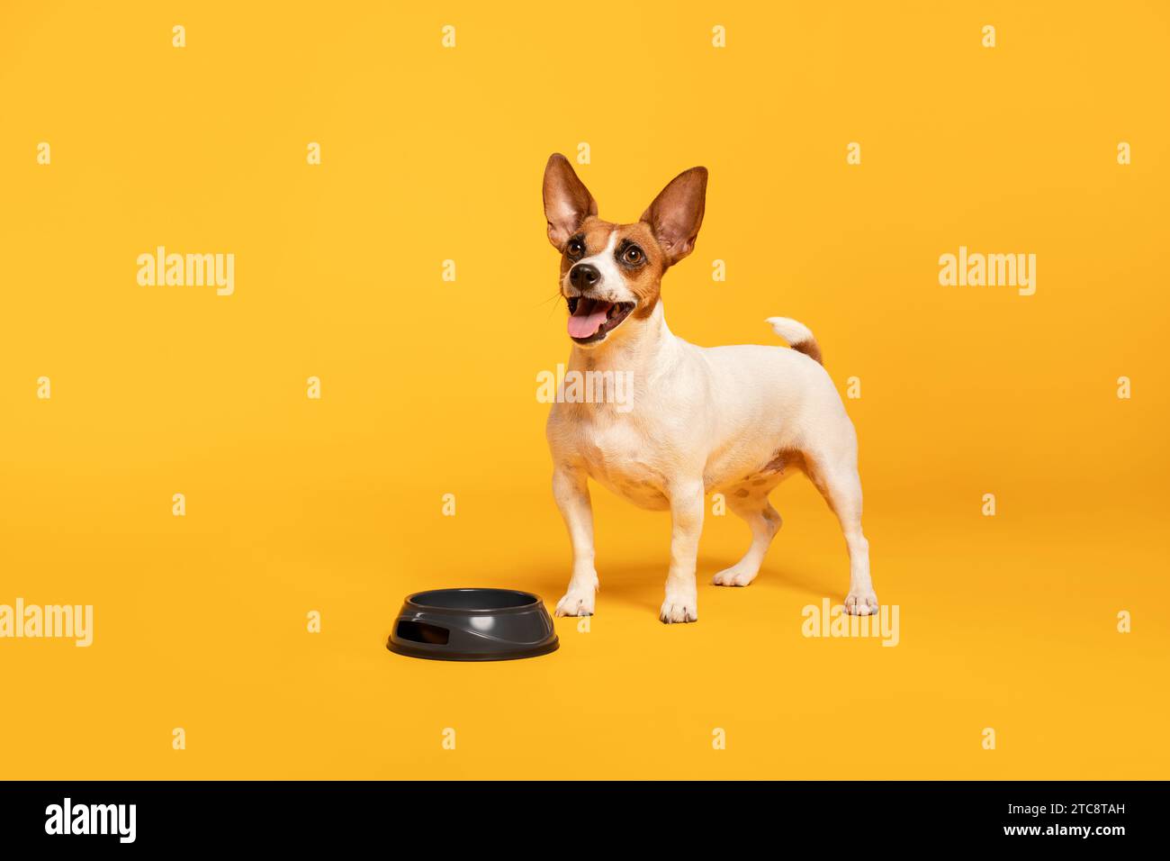 Curious jack russell terrier dog hi-res stock photography and images ...