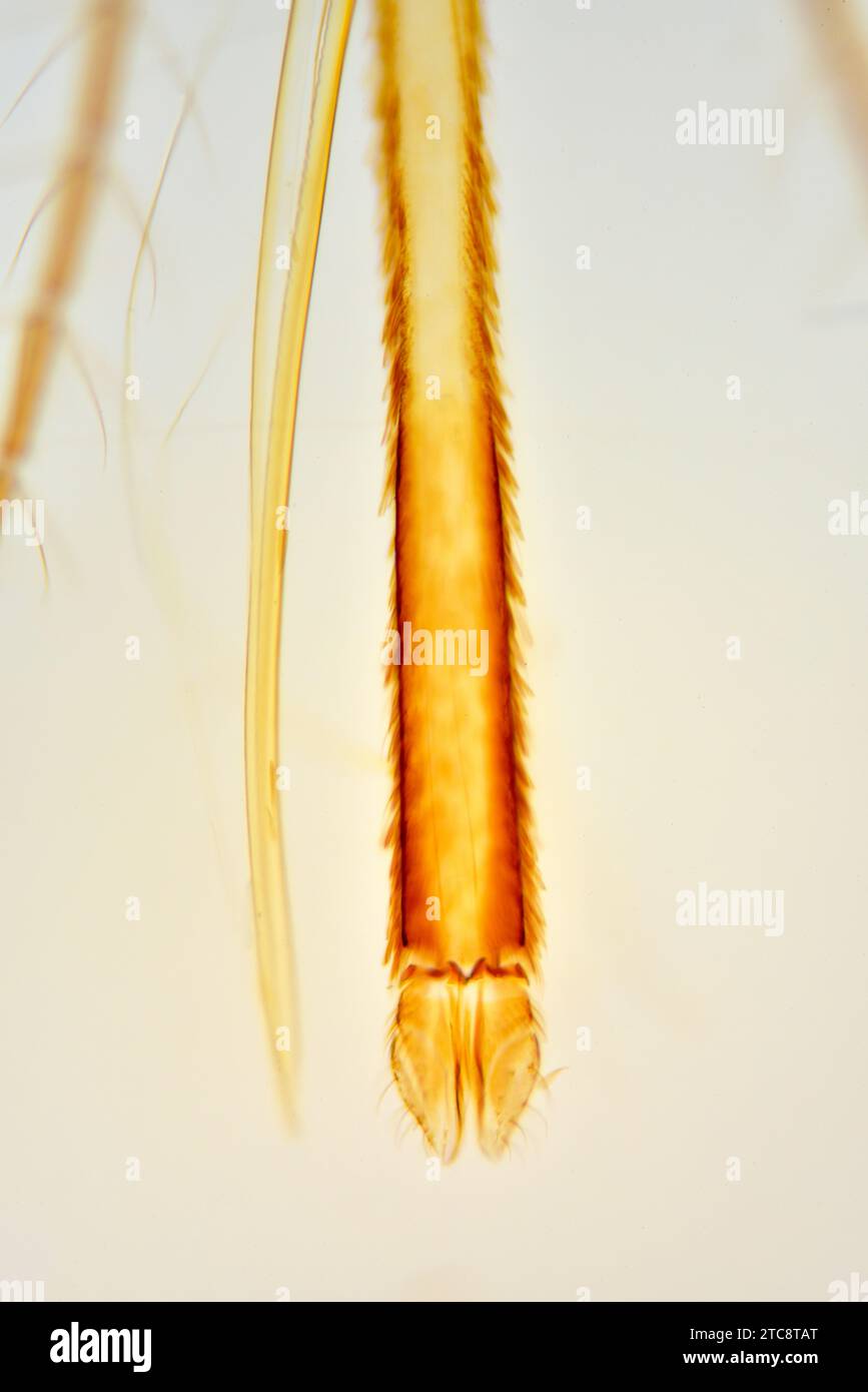 Mosquito proboscis hi-res stock photography and images - Alamy