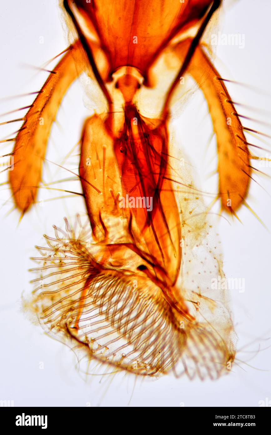 Housefly (Musca domestica) showing palps and proboscis with rostrum ...