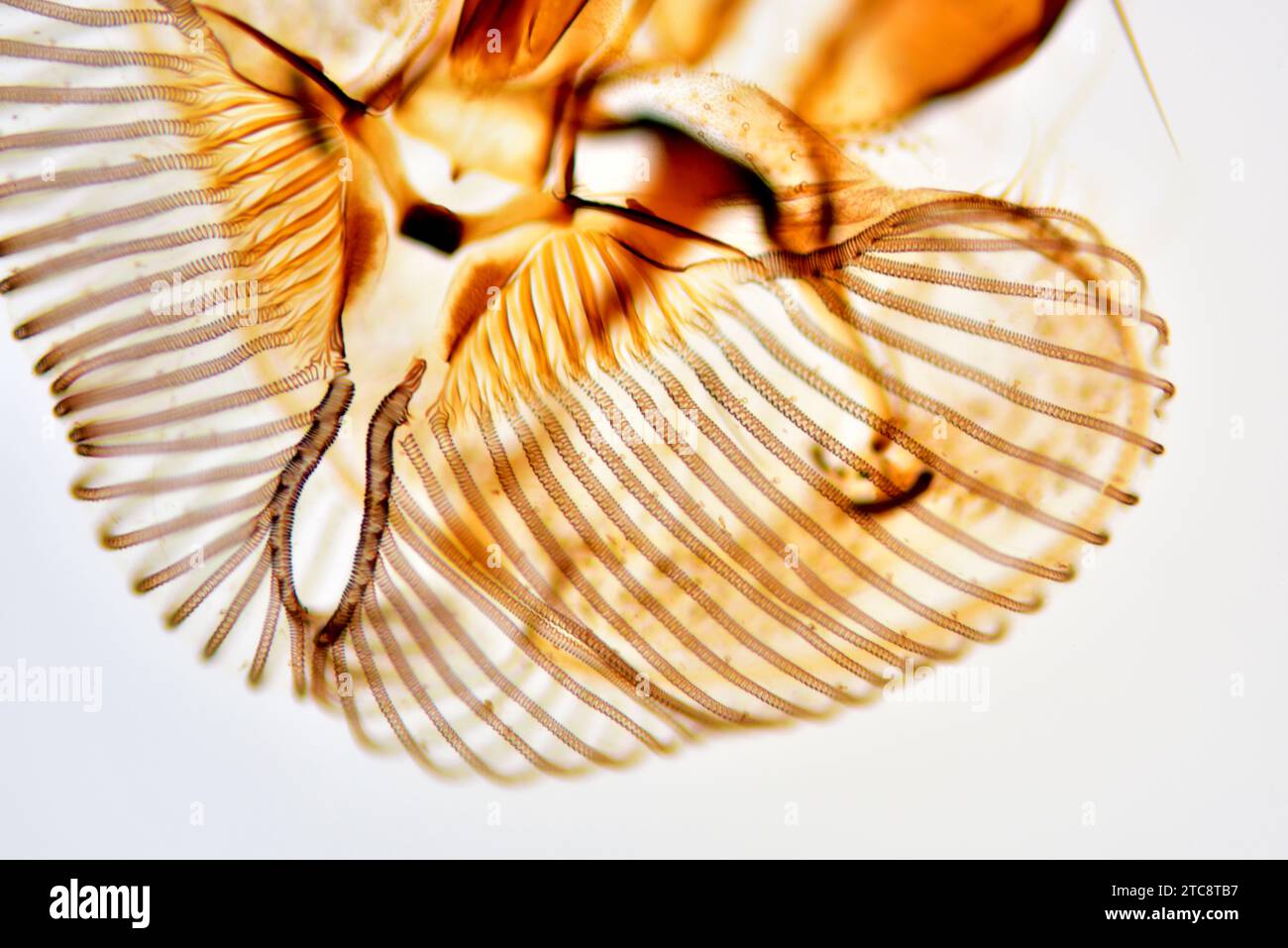 Housefly (Musca domestica) showing proboscis with labellum. Light ...