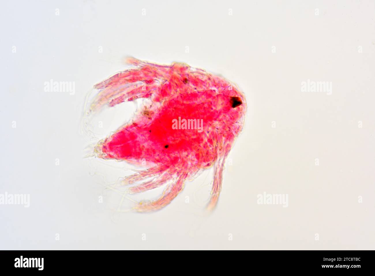 Nauplius larva. Light microscope X300 at 10 cm wide Stock Photo - Alamy