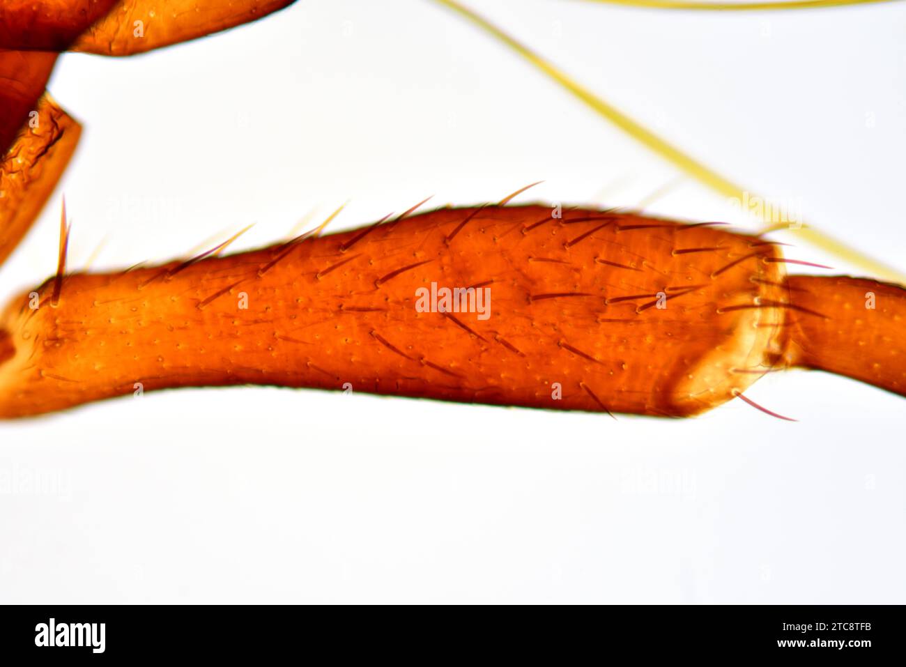 Arthropod leg femur (Pyrrhocoris apterus). Light microscope X150 at 10 ...