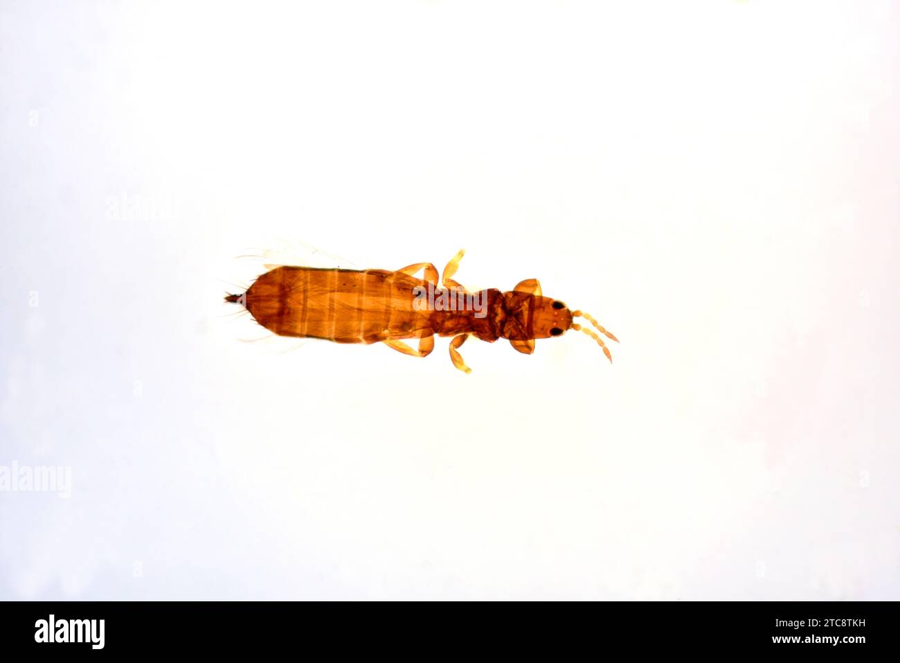 Thrip (Thysanoptera), complet specimen. Light microscope X50 at 10 cm ...