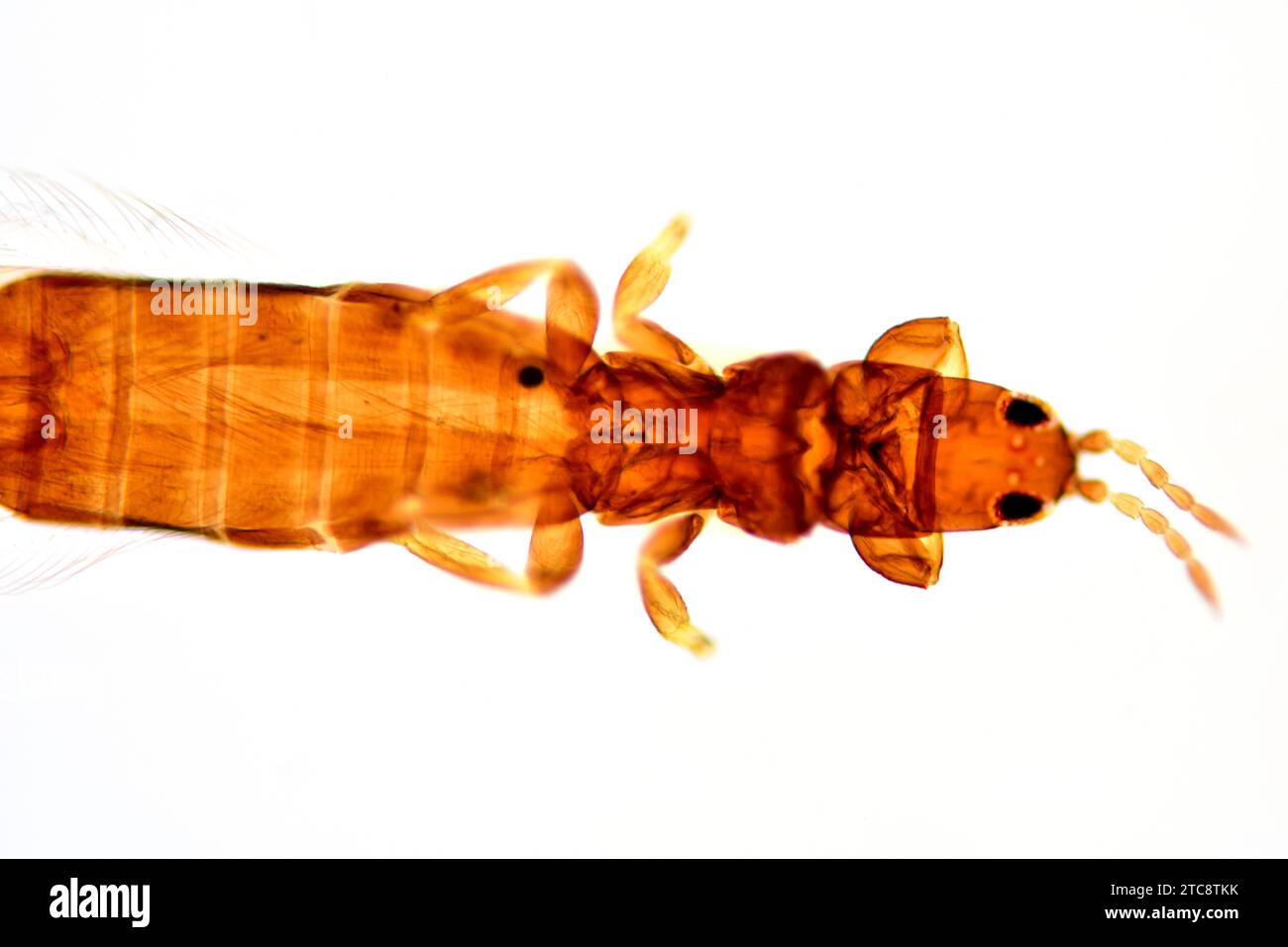 Thrip (Thysanoptera). Light microscope X150 at 10 cm wide Stock Photo ...