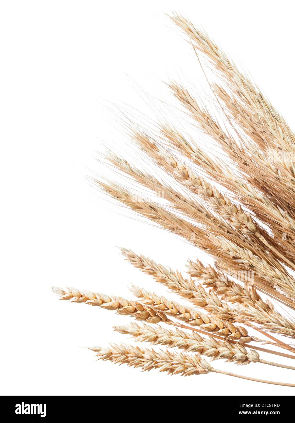 Bundles of ripe rye ears against a white background Stock Photo - Alamy