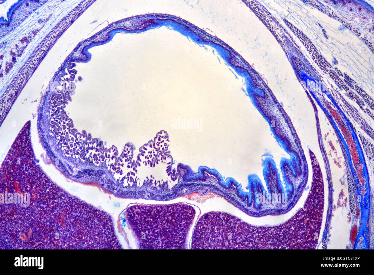 Mouse uterus showing perimetrium, myometrium and endometrium. Light ...