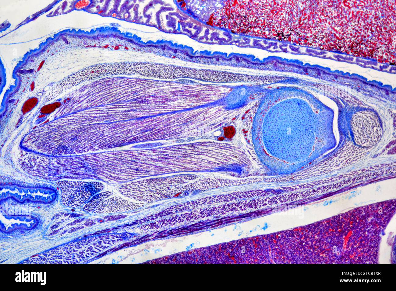 Mouse uterus with embryo. Light microscope X50 at 10 cm wide Stock ...