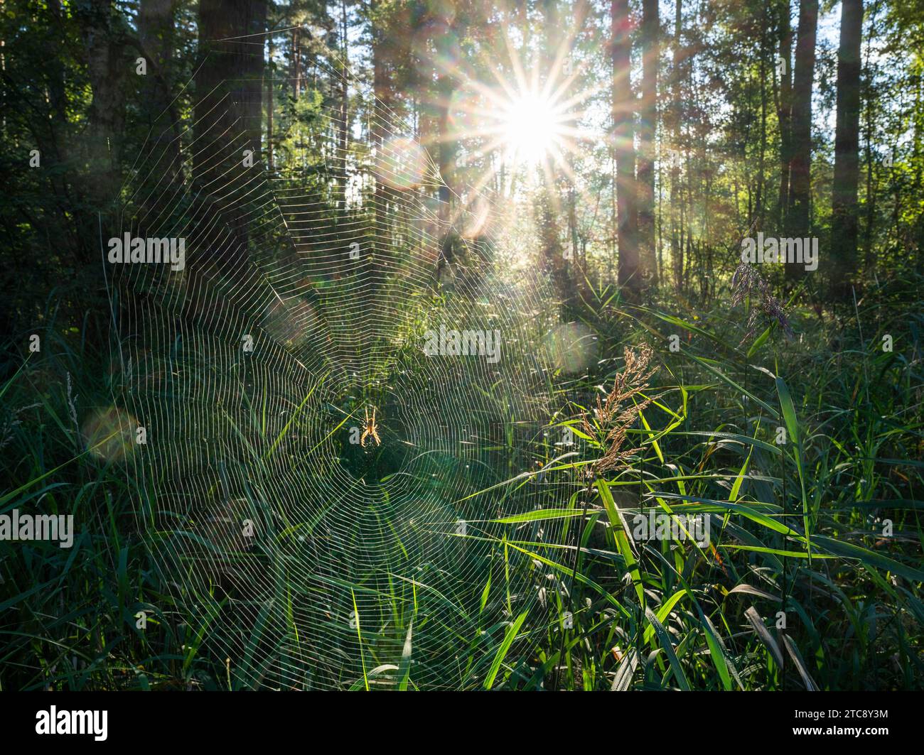 Mixed forest, spider web with cross spider (Araneus), sun star ...