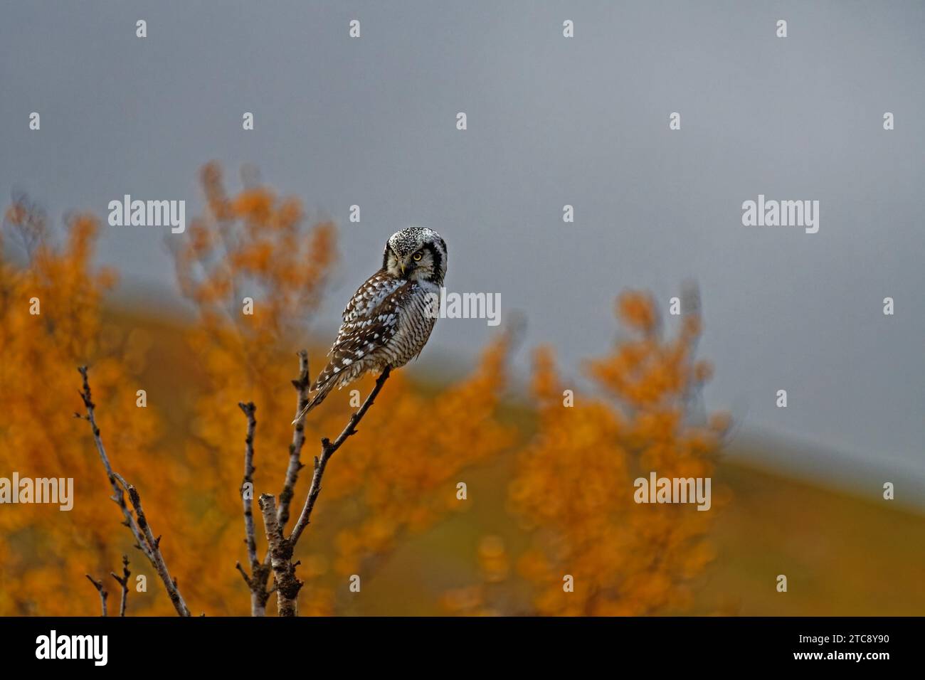 Northern hawk owl (Surnia ulula) sitting on a treetop, birch trees ...