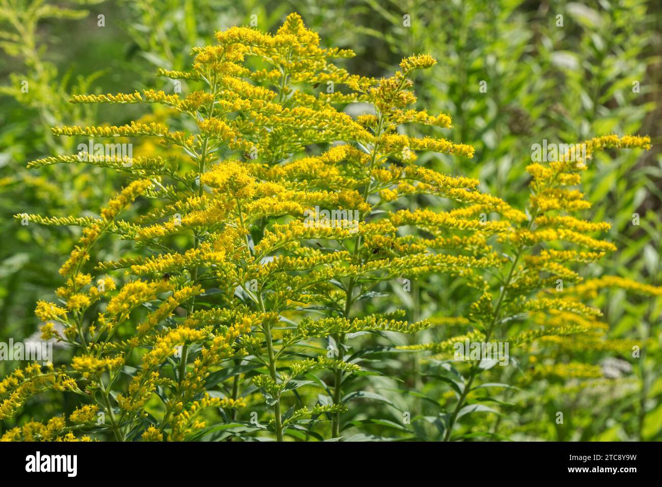 Giant goldenrod (Solidago gigantea), also known as tall goldenrod ...
