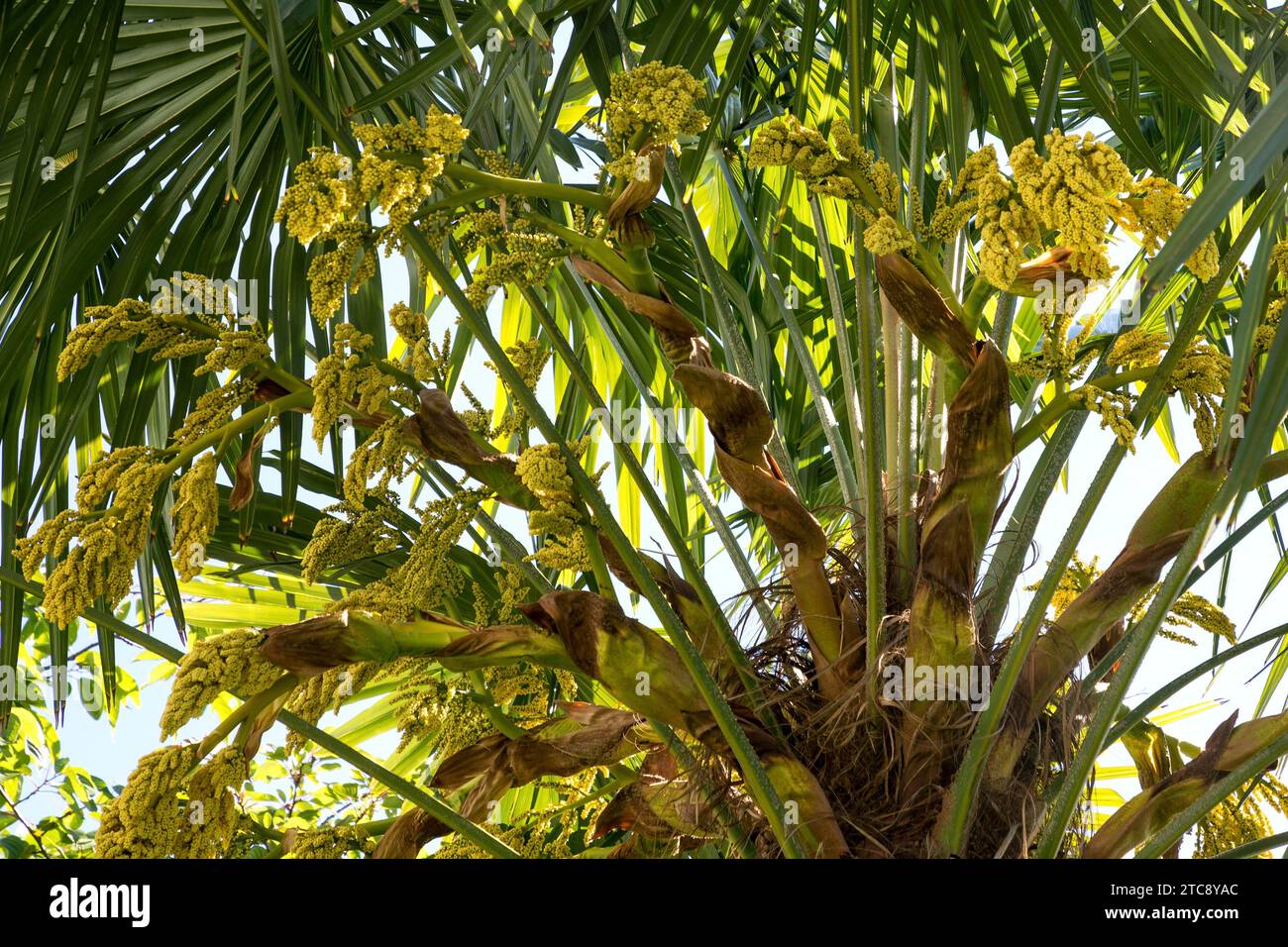 Chusan palm (Trachycarpus fortunei), flowering, inflorescence, Baden ...