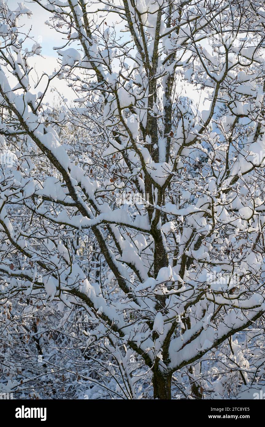 Tree in winter with snow, Carl-Orff-Bogen-Park, Munich, Bavaria ...