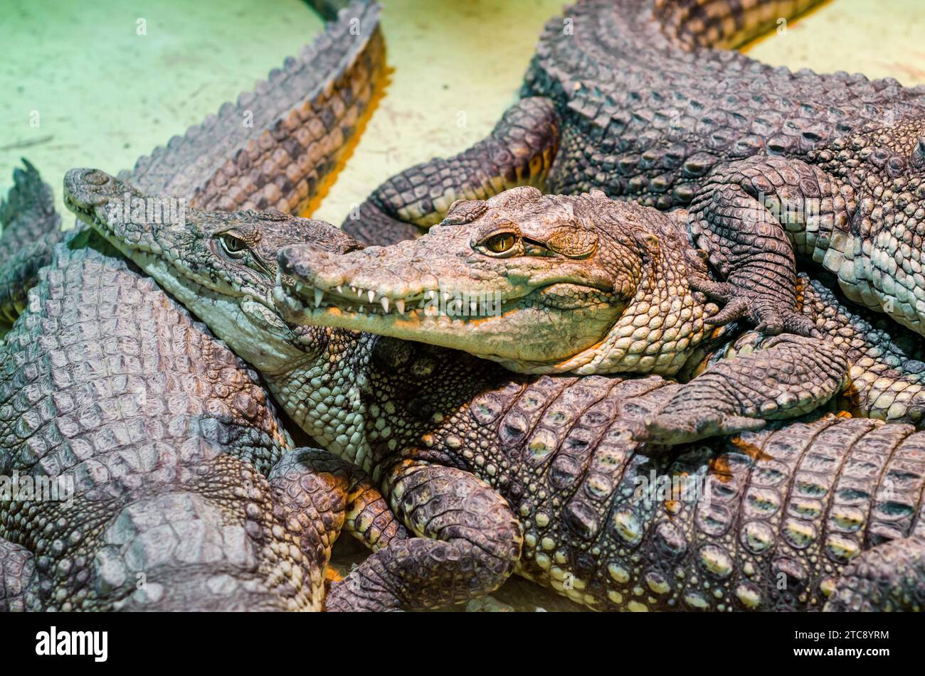 Carnivorous reptiles hi-res stock photography and images - Alamy