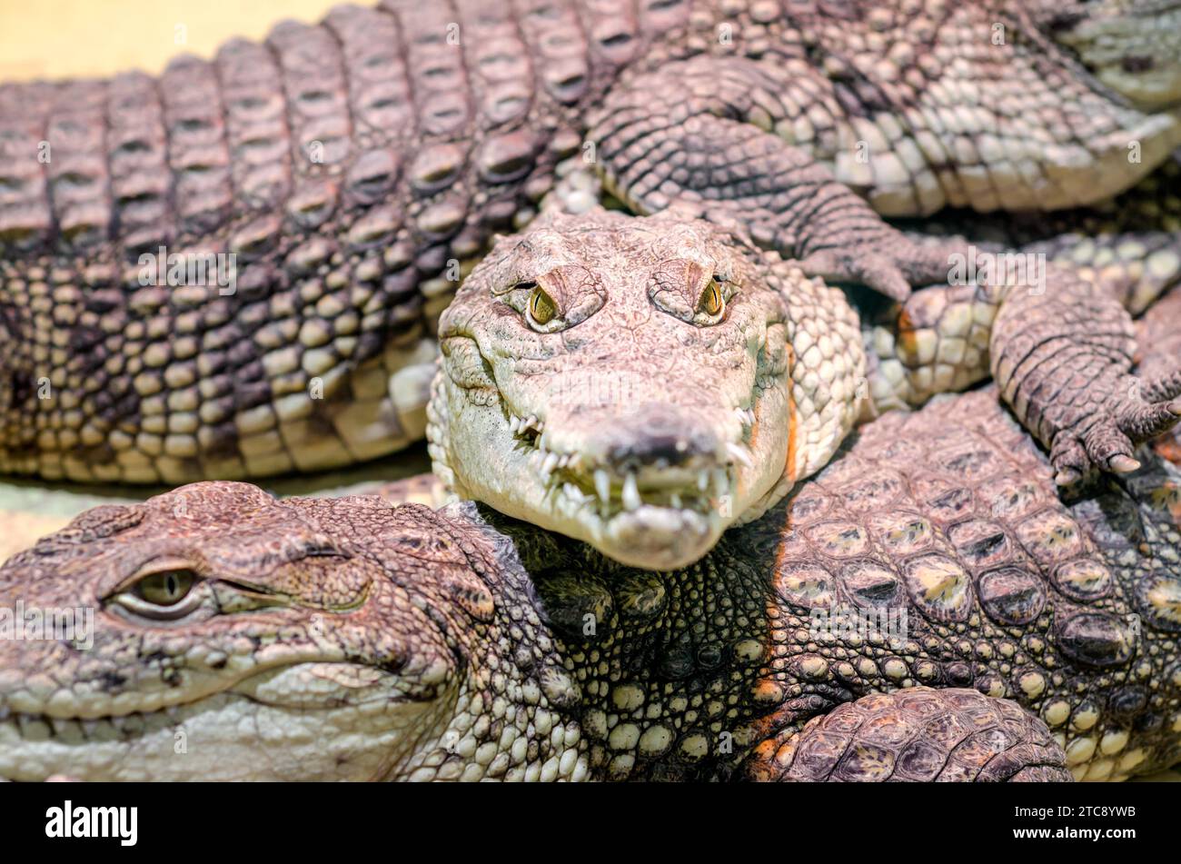 Carnivorous reptiles hi-res stock photography and images - Alamy