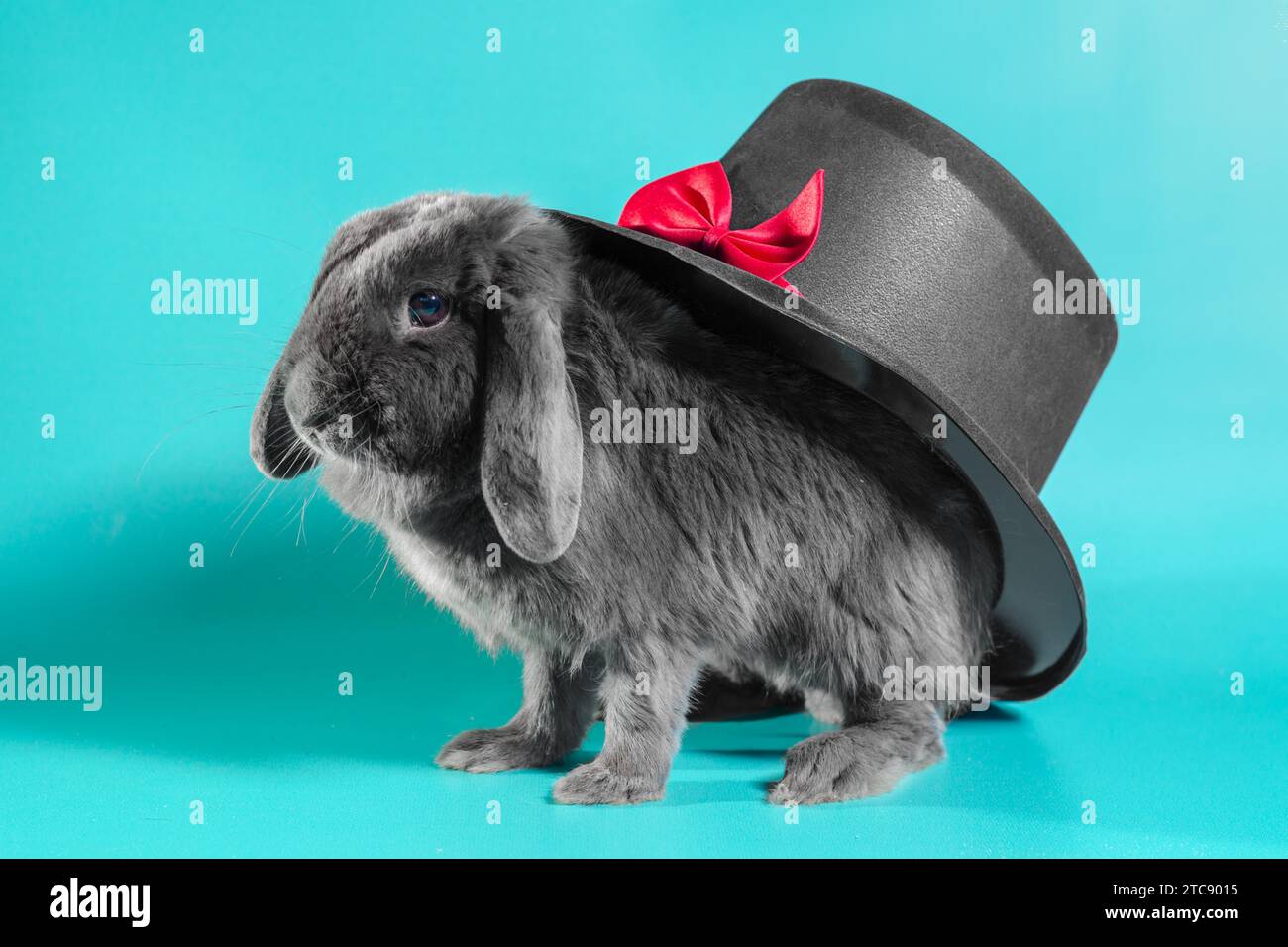 Gray lop-eared dwarf rabbit next to a black cylinder hat on a turquoise ...