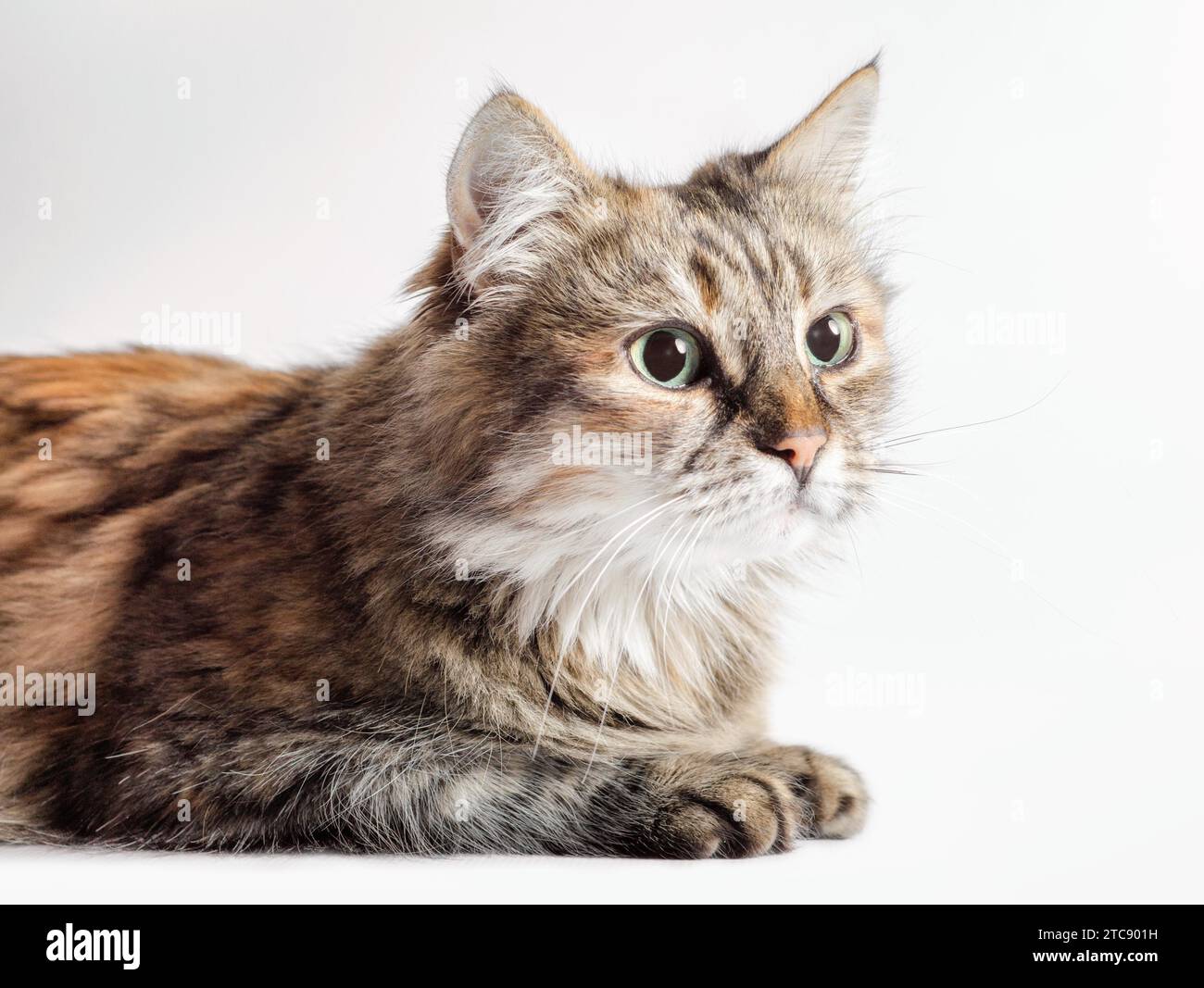 Angry red cat isolated on white background Stock Photo - Alamy