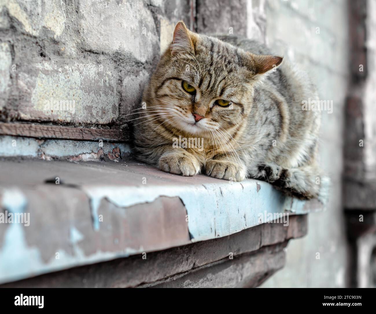 Street cat sits on the windowsill of an old brick house and watches ...