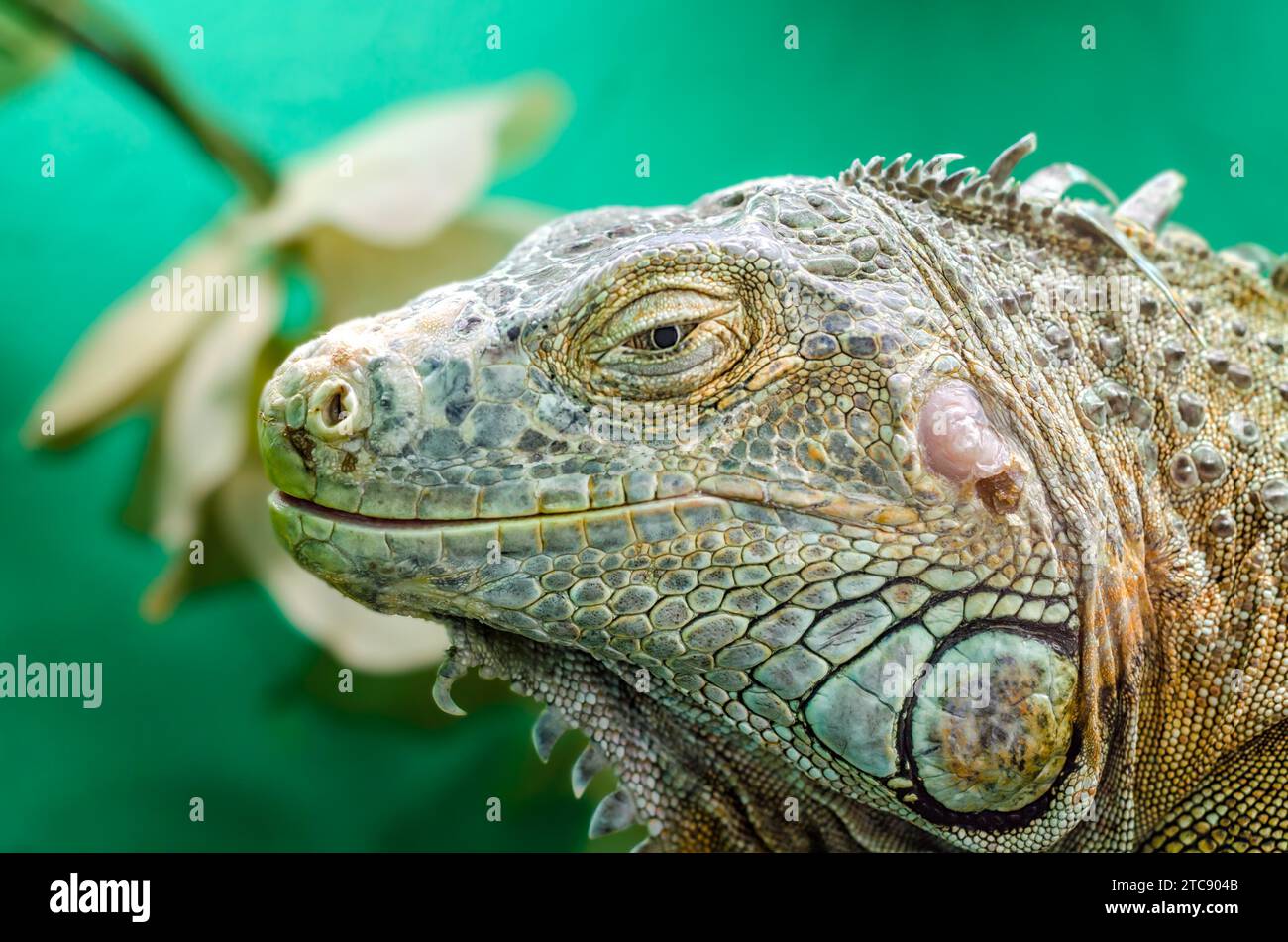 Big iguana on a green background close up portrait Stock Photo - Alamy