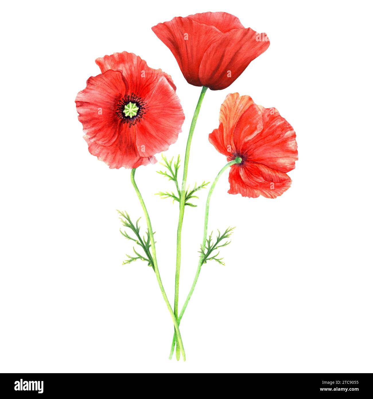 Composition with red flowering plants Poppy. Hand drawn botanical ...