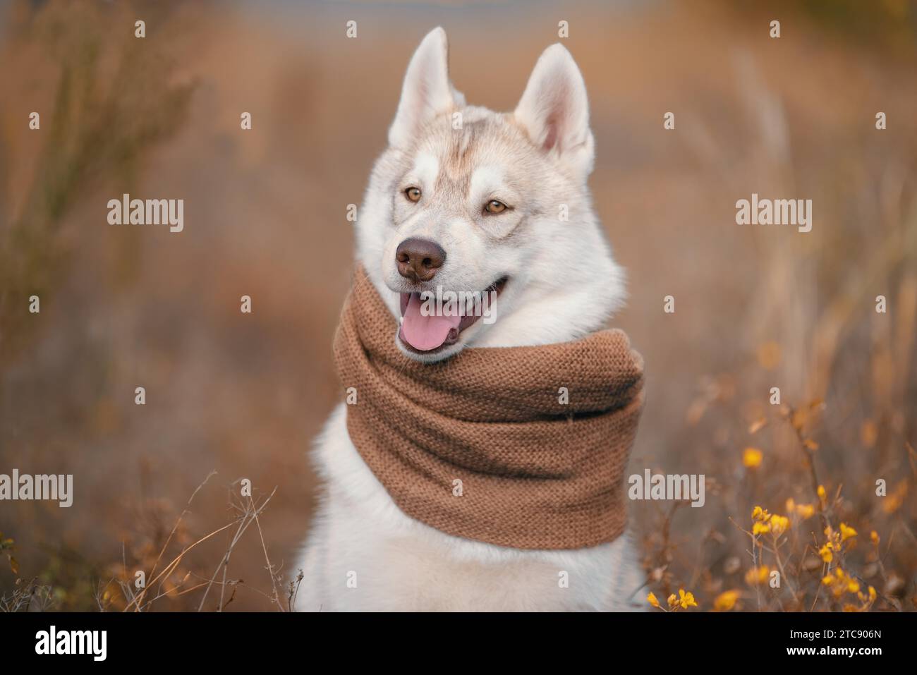 Siberian husky dog bad hi-res stock photography and images - Alamy