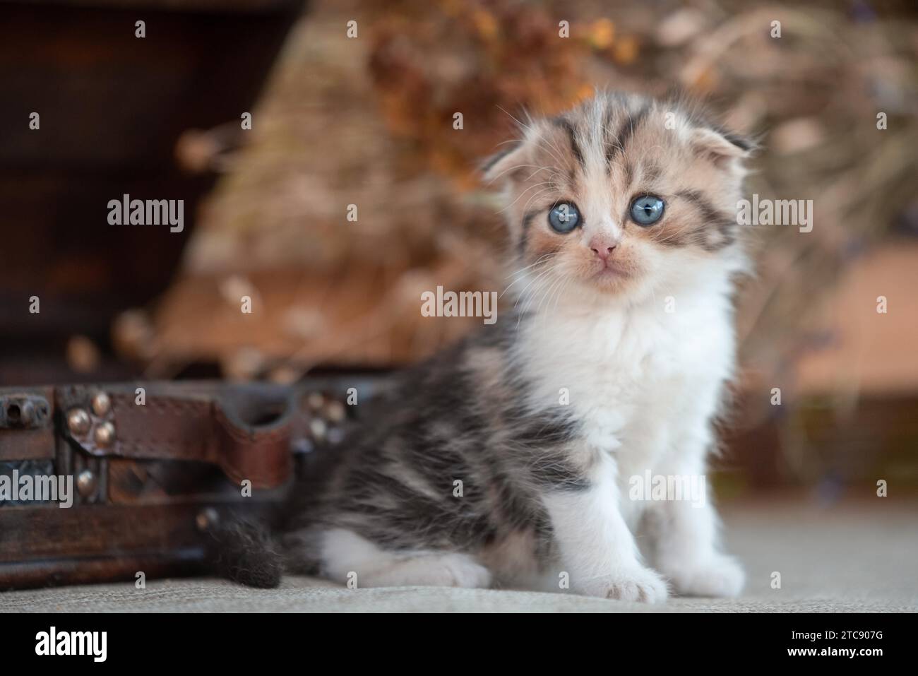 Scottish fold tabby kitten with decorative dower chest on a rustic ...