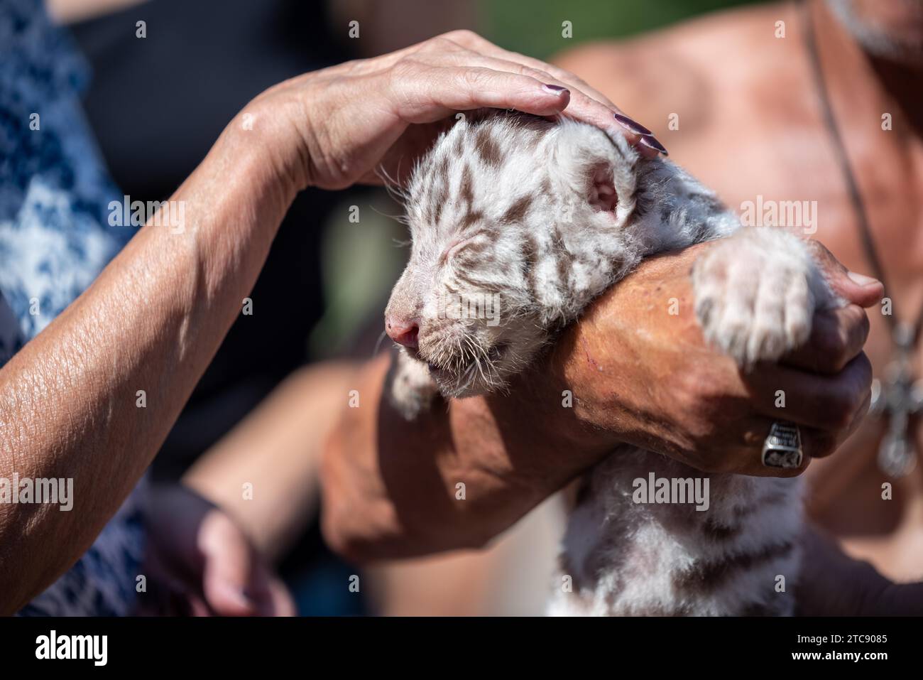 Little tiger cub in a petting zoo Stock Photo - Alamy