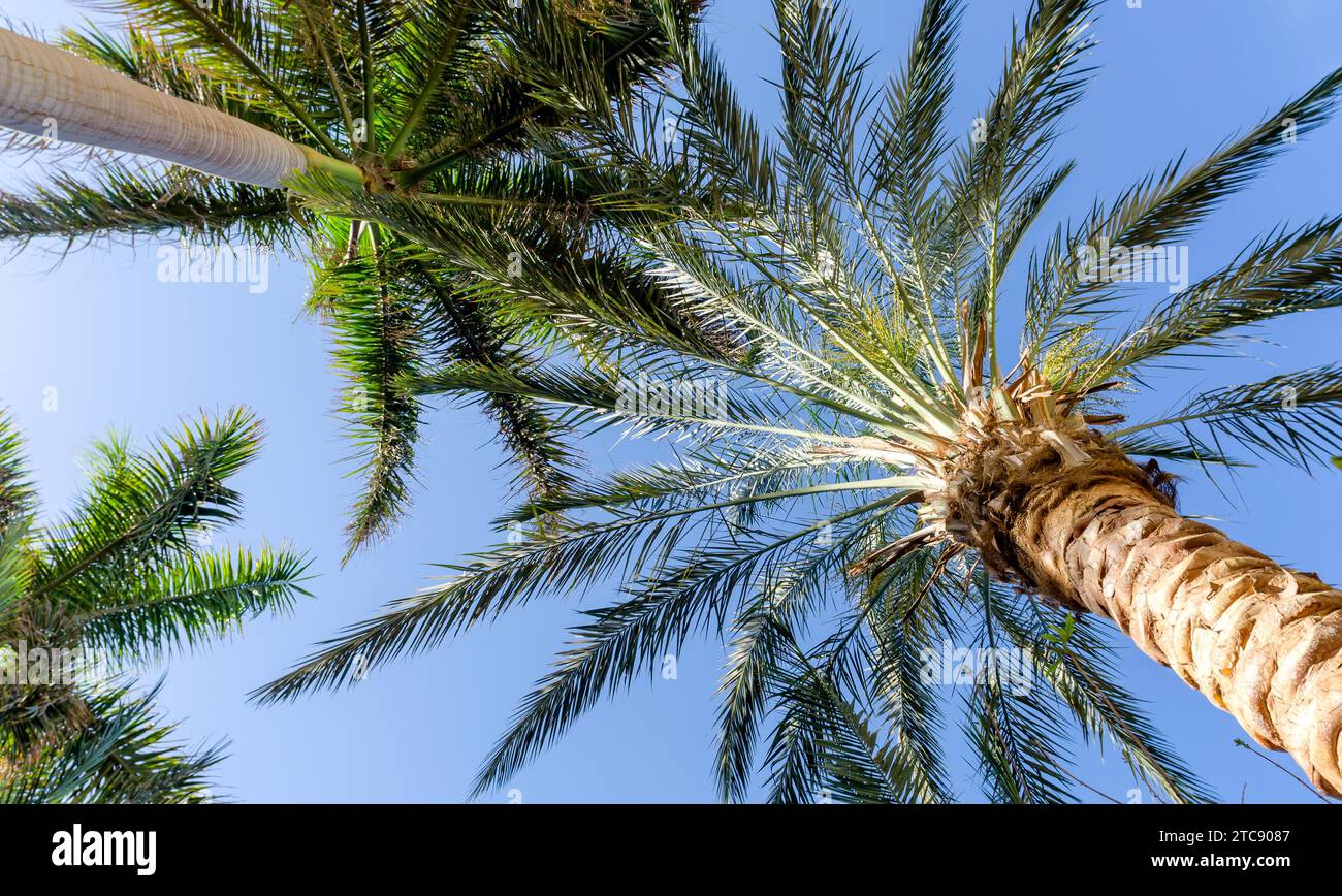 Bottom up view palm tree hi-res stock photography and images - Alamy