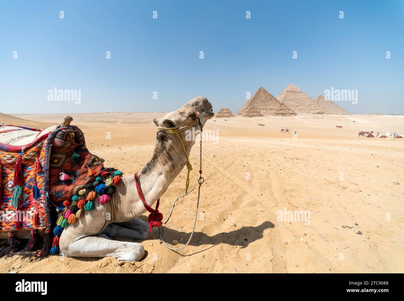 Camel in the Egyptian desert near the pyramids in Luxor close up Stock Photo - Alamy