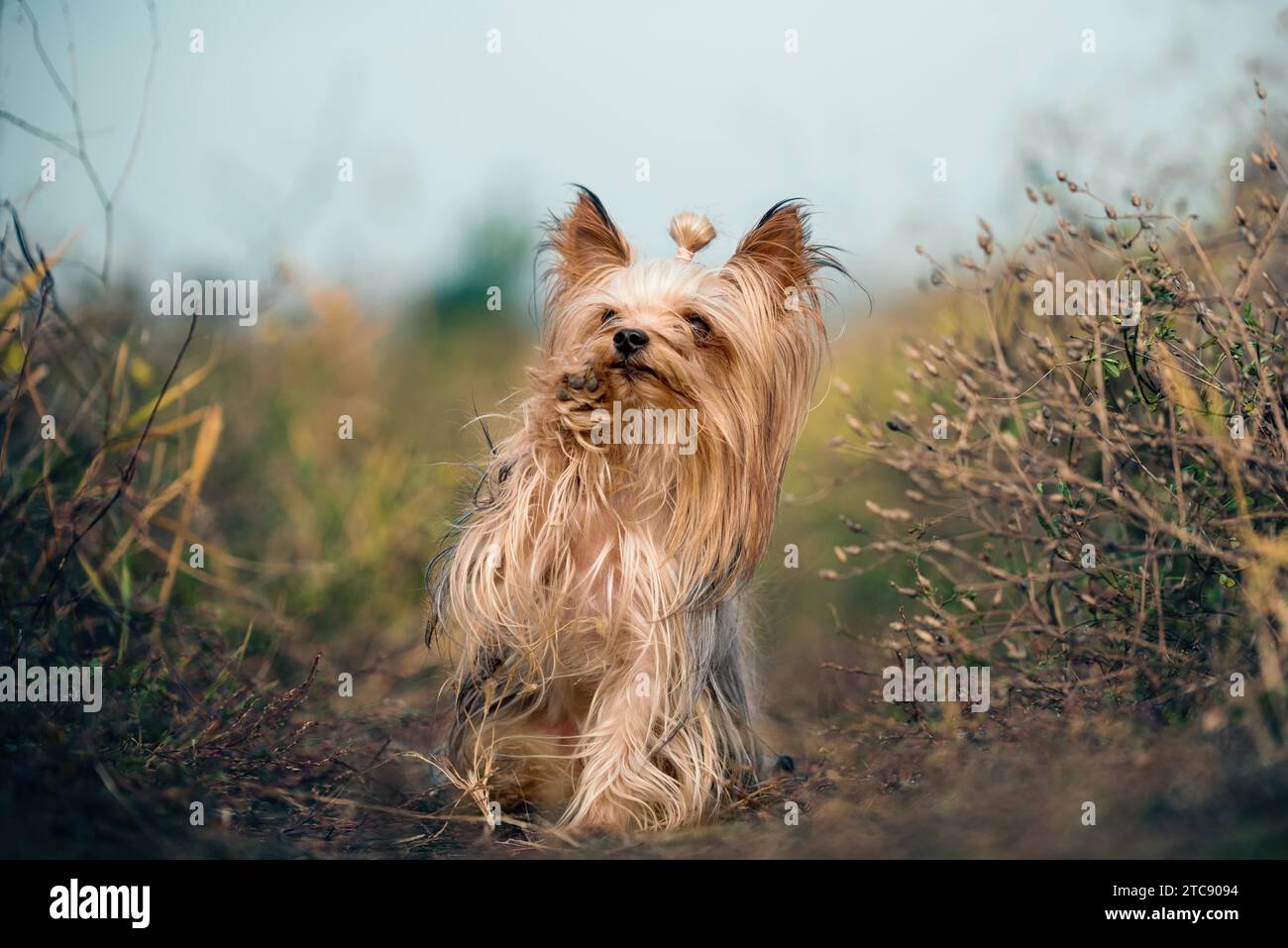 Little Yorkshire terrier asks for a treat on a walk raising his paw up ...