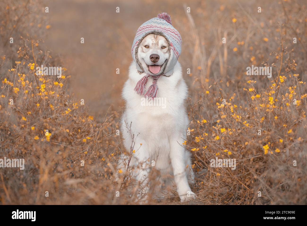 Dog autumn siberian husky in a warm hat in fall colors Stock Photo - Alamy
