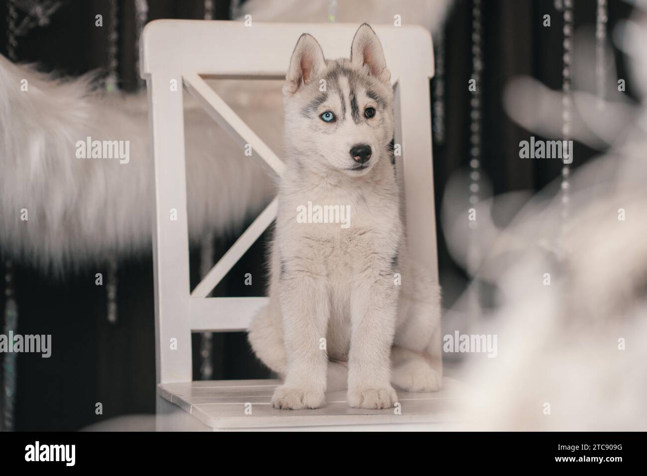 Siberian husky puppy sitting on a white chair against a background of a ...