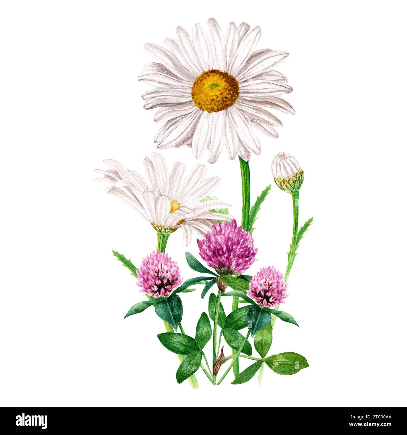 Composition, bouquet with white flower, herb daisy, chamomile and red ...