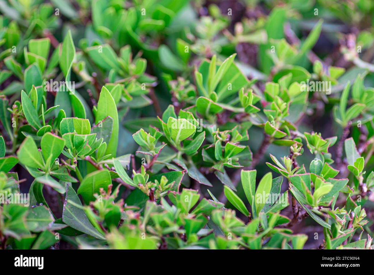 Natural view of green leaves hi-res stock photography and images - Alamy