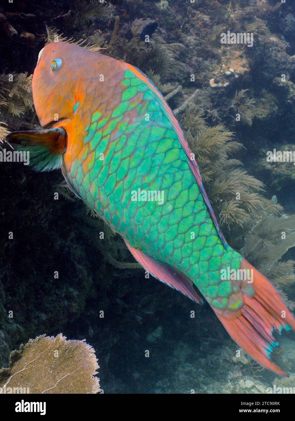 Rainbow parrotfish (Scarus guacamaia), dive site John Pennekamp Coral ...