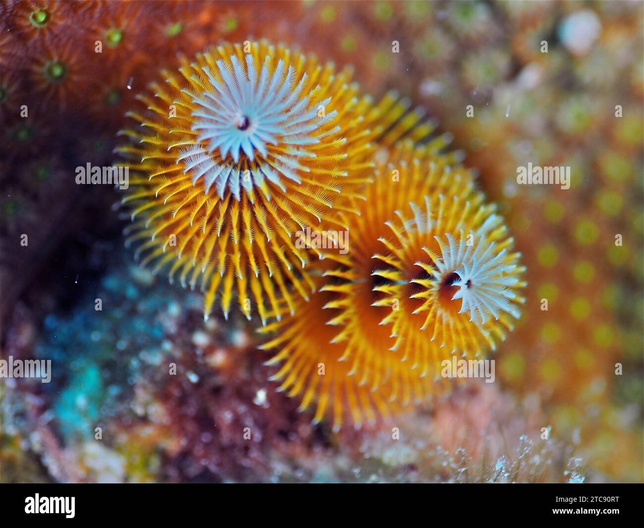 Yellow Christmas tree worm (Spirobranchus giganteus), dive site John ...