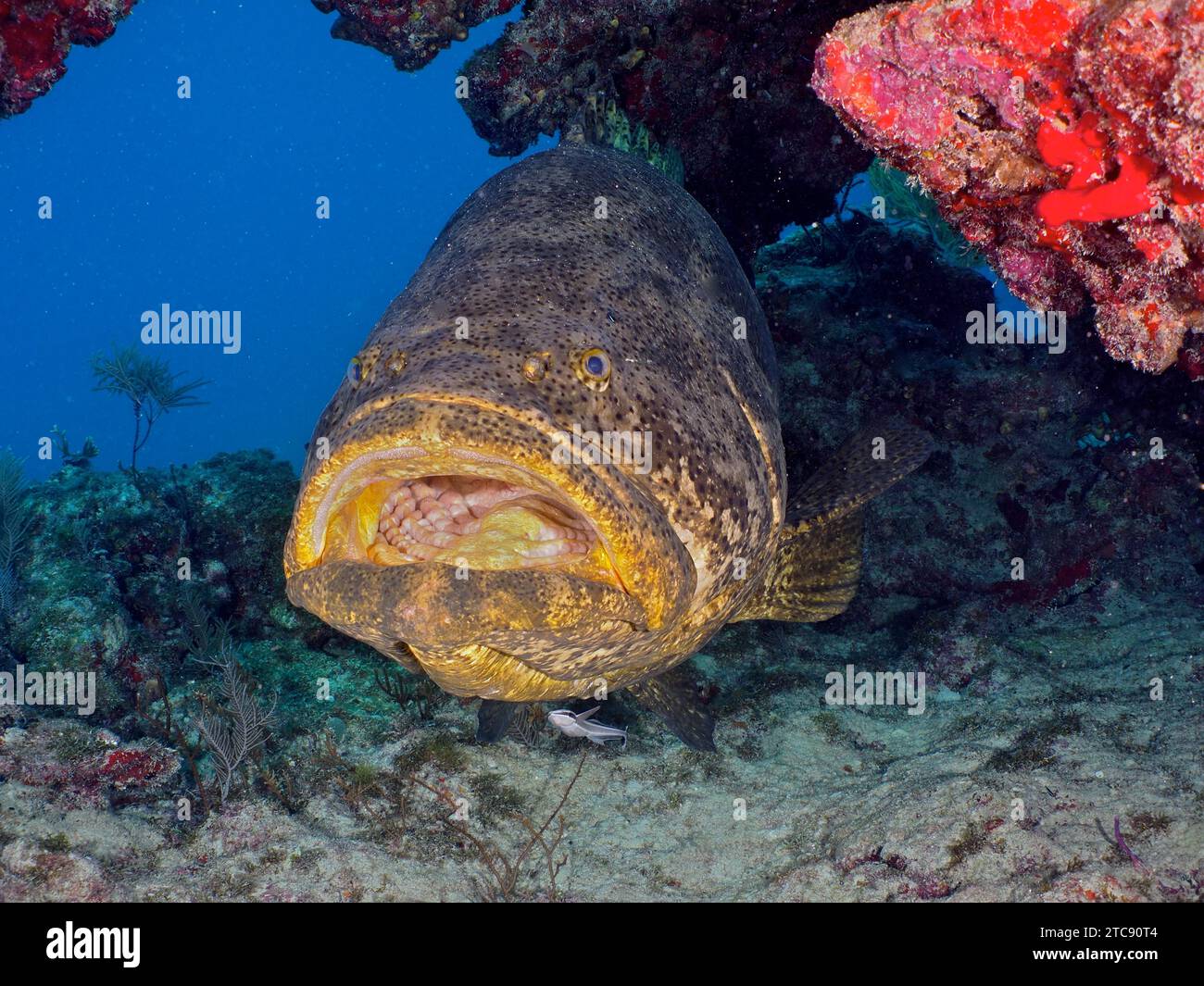 Grouper mouth hi-res stock photography and images - Alamy