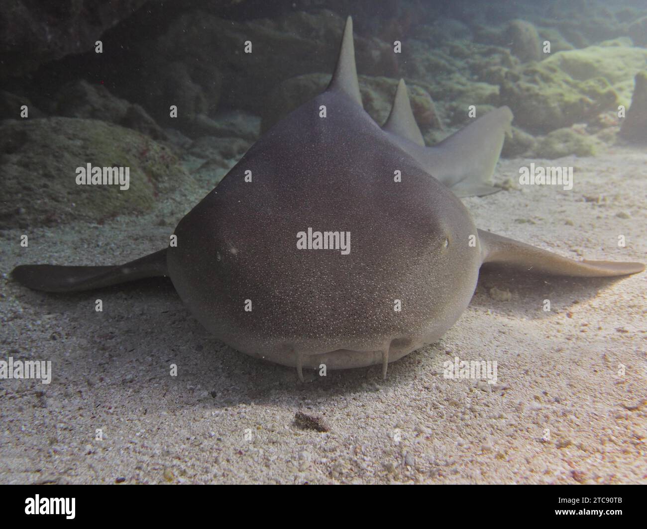 Portrait of Atlantic nurse shark (Ginglymostoma cirratum), resting in ...