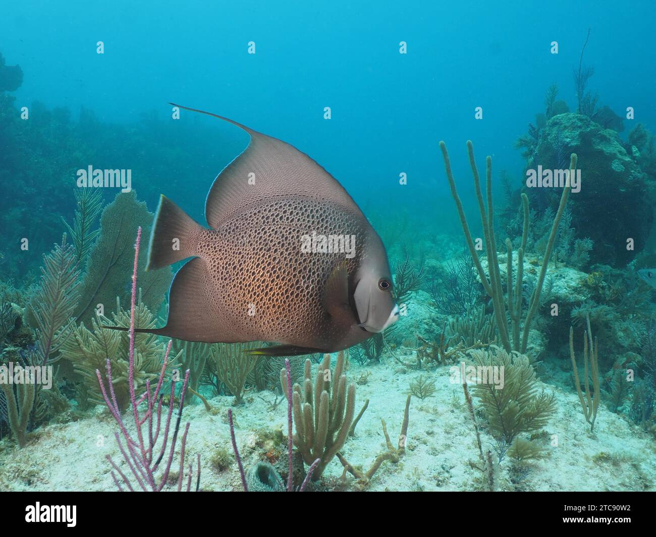 Gray angelfish (Pomacanthus arcuatus) in a typical Caribbean reef, dive ...
