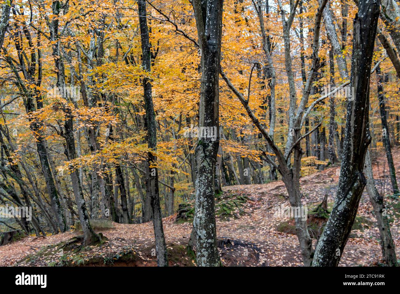 Colors of Autumn in Belgrad Forest in Sariyer district of Istanbul ...