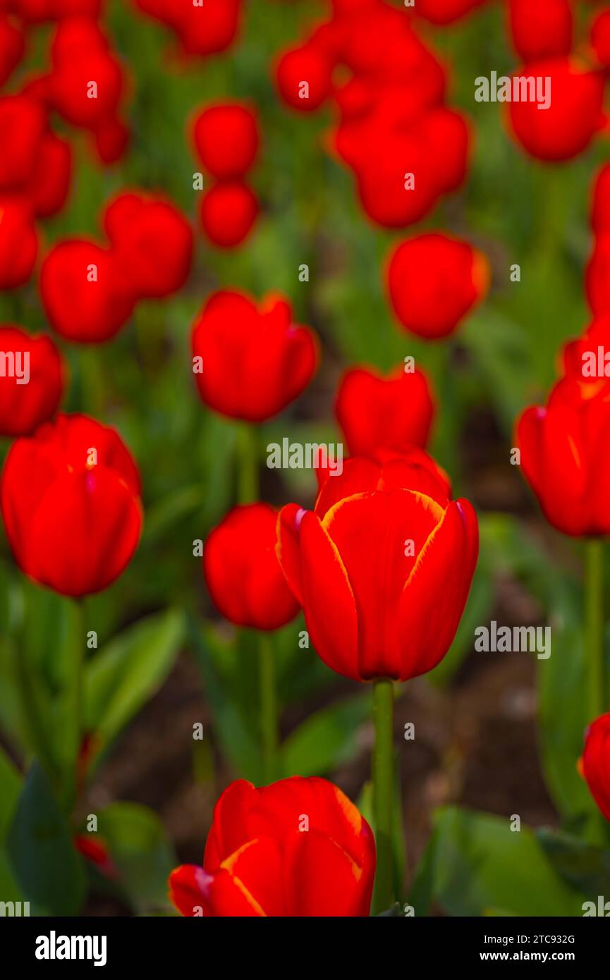 Colorful farmland in spring hi-res stock photography and images - Alamy