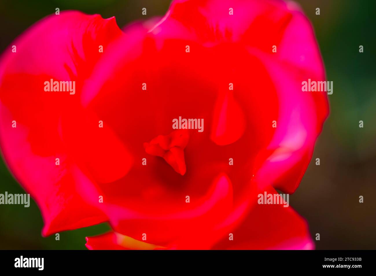Colorful tulips flowers field in springtime with low sun Stock Photo ...