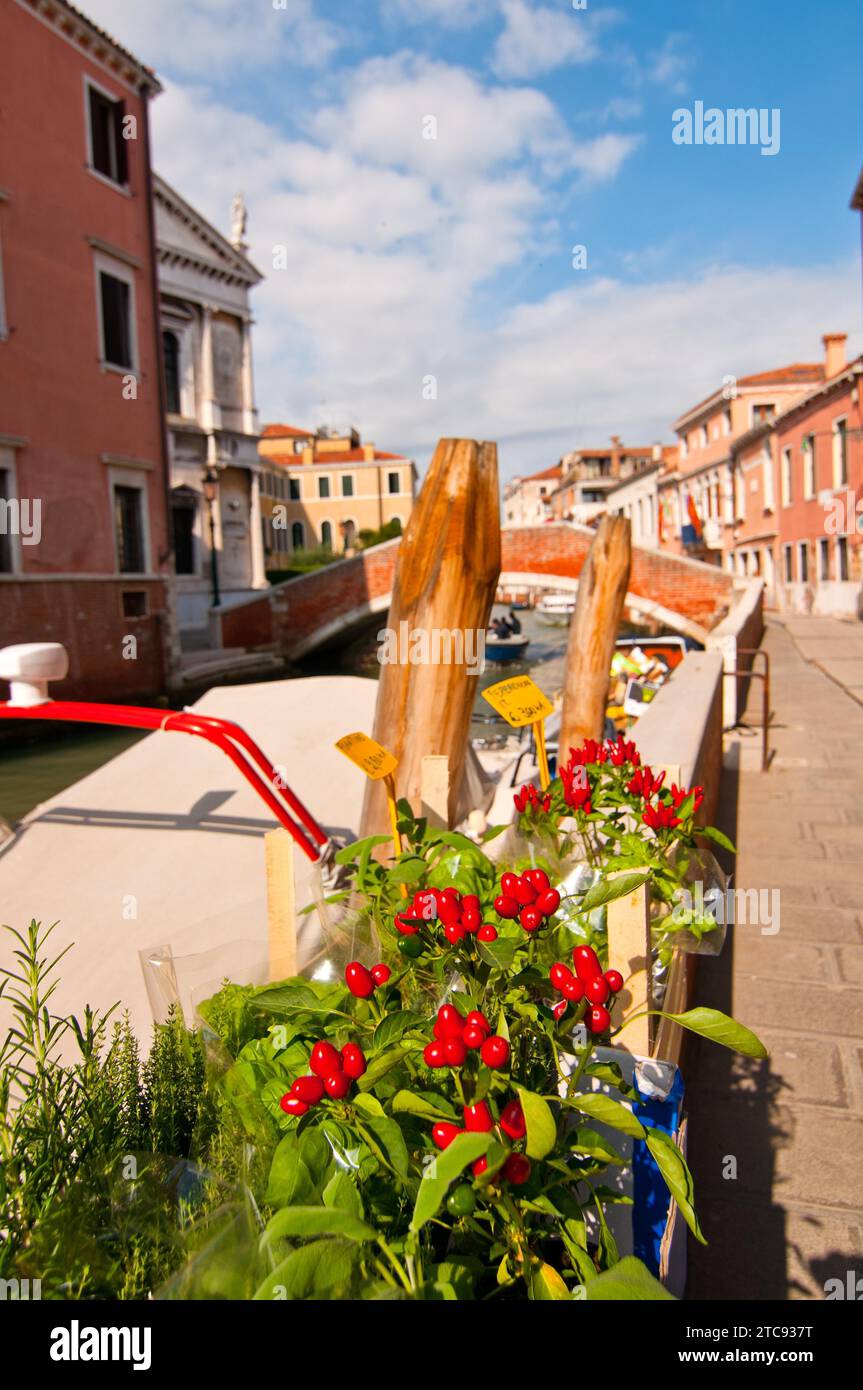 Venice italy red chili pepper hi-res stock photography and images - Alamy
